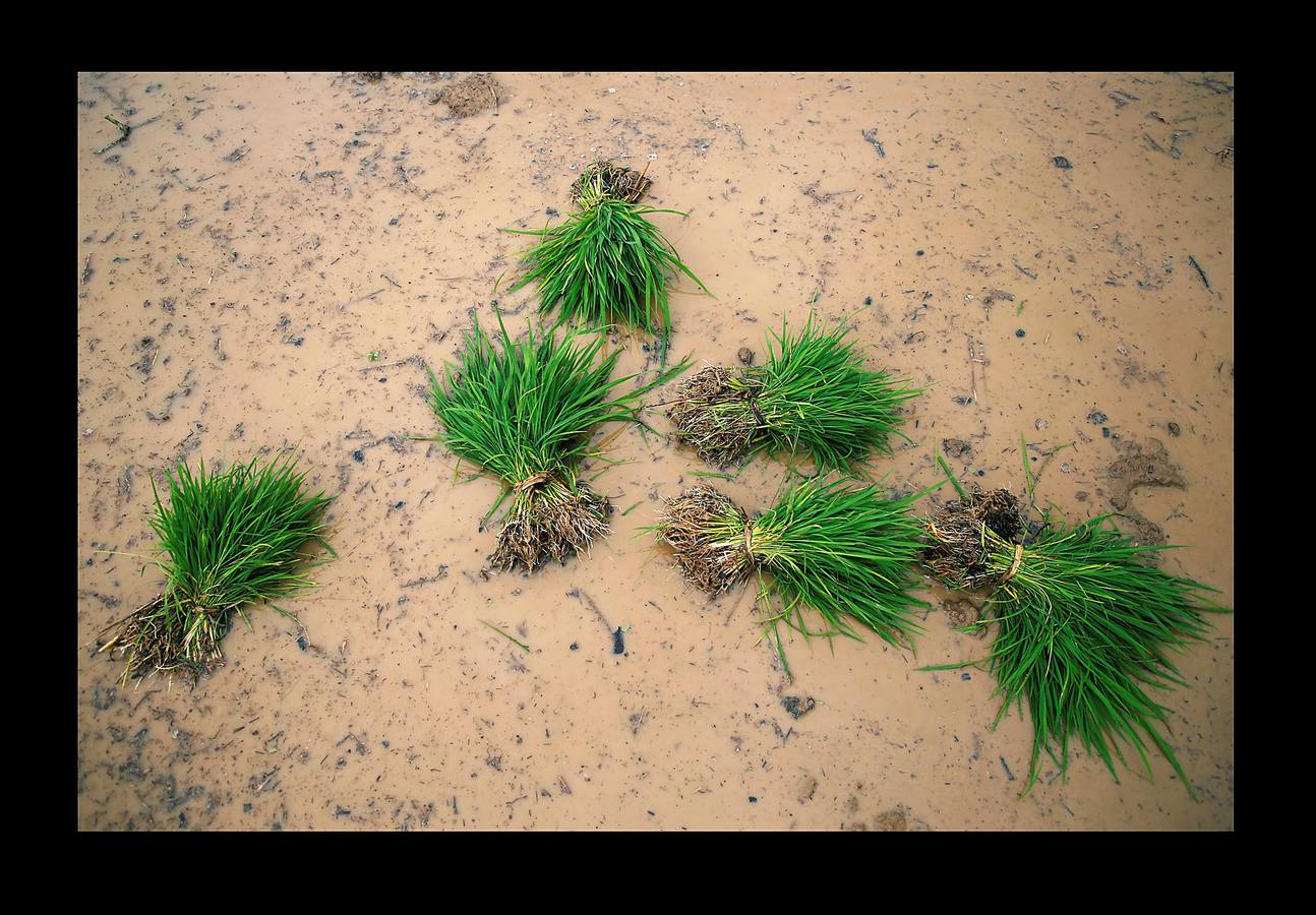 Fotos: La fiesta del arroz | El Correo