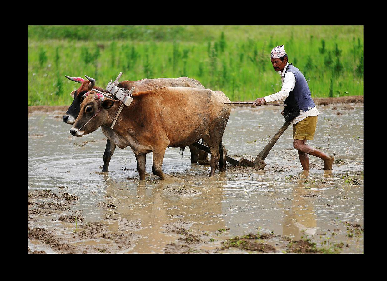 Fotos: La fiesta del arroz | El Correo