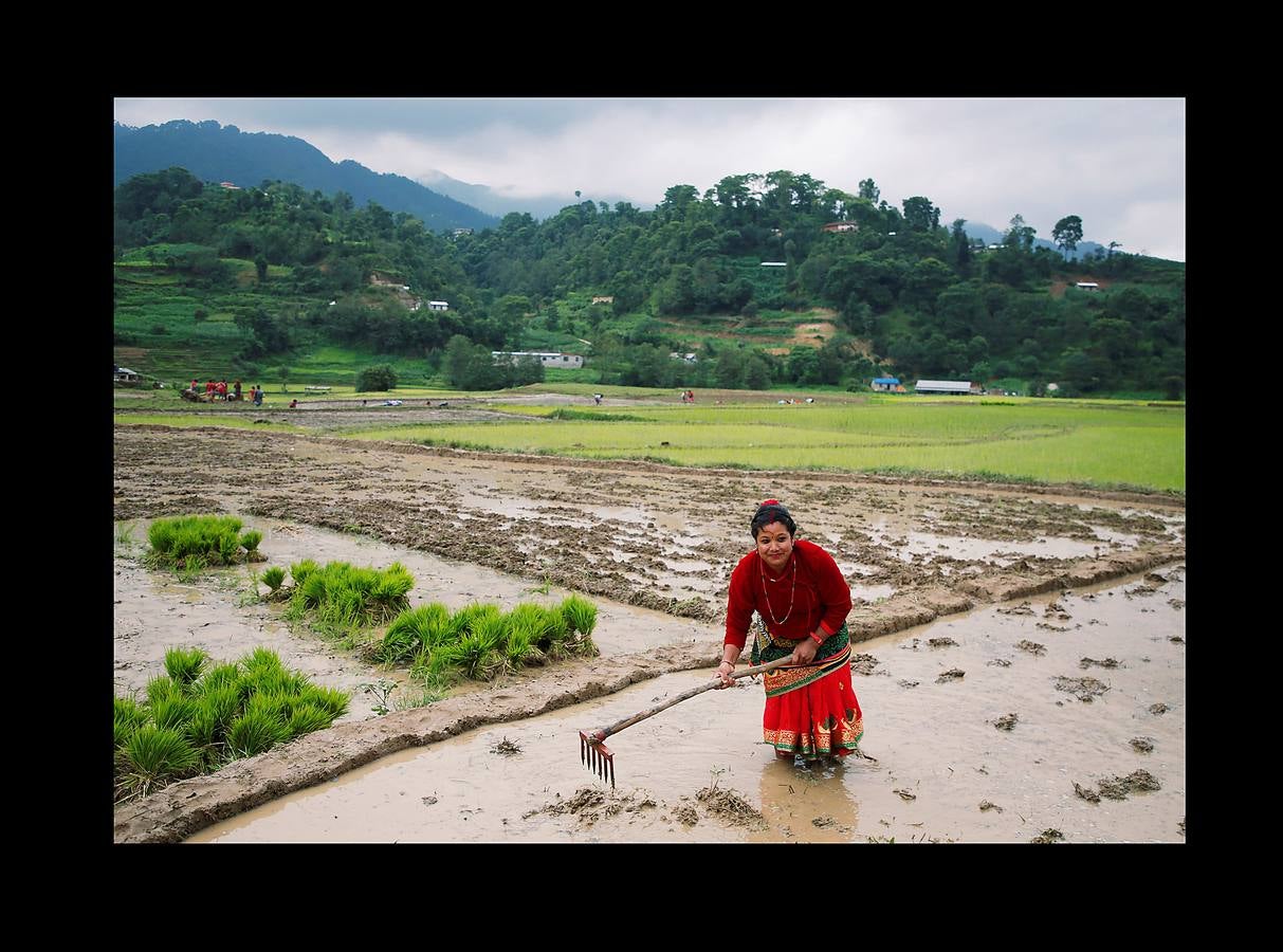 Fotos: La fiesta del arroz | El Correo