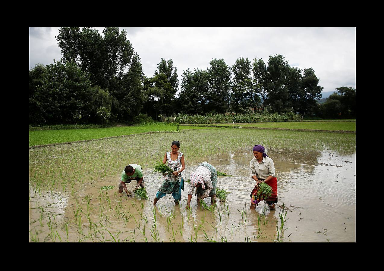 Fotos: La fiesta del arroz | El Correo