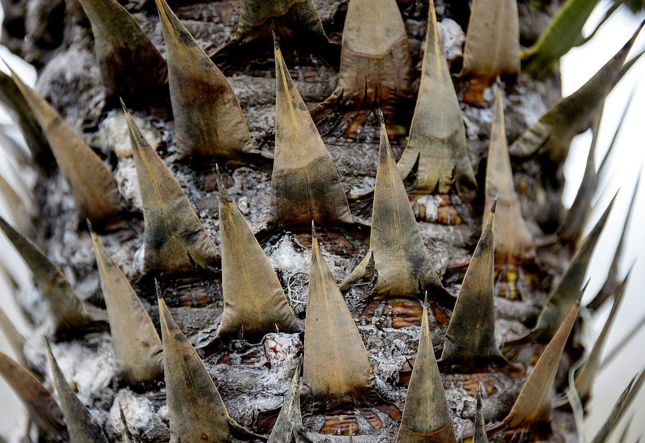 Fotos: El edén de las araucarias | El Correo