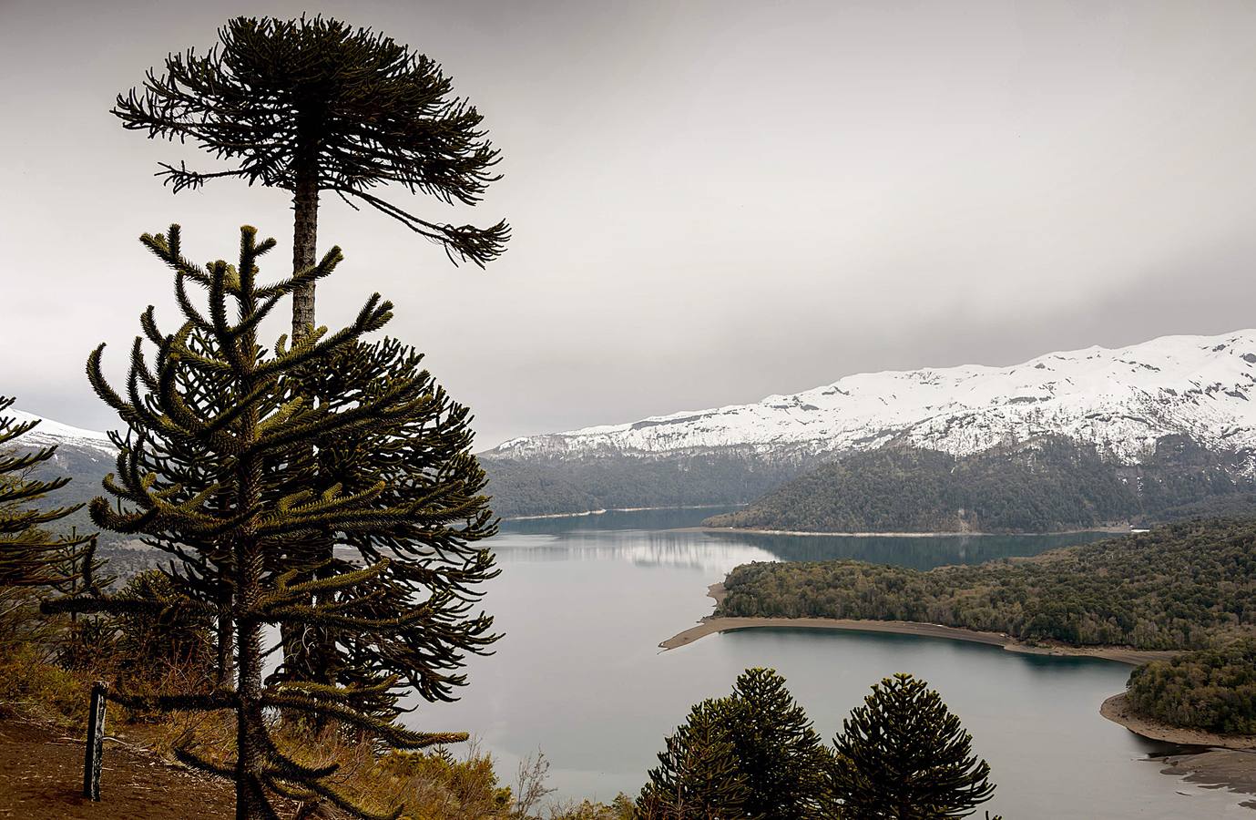 Fotos: El edén de las araucarias | El Correo