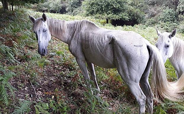 Los abogados alaveses estudian cómo responder ante el maltrato animal ...