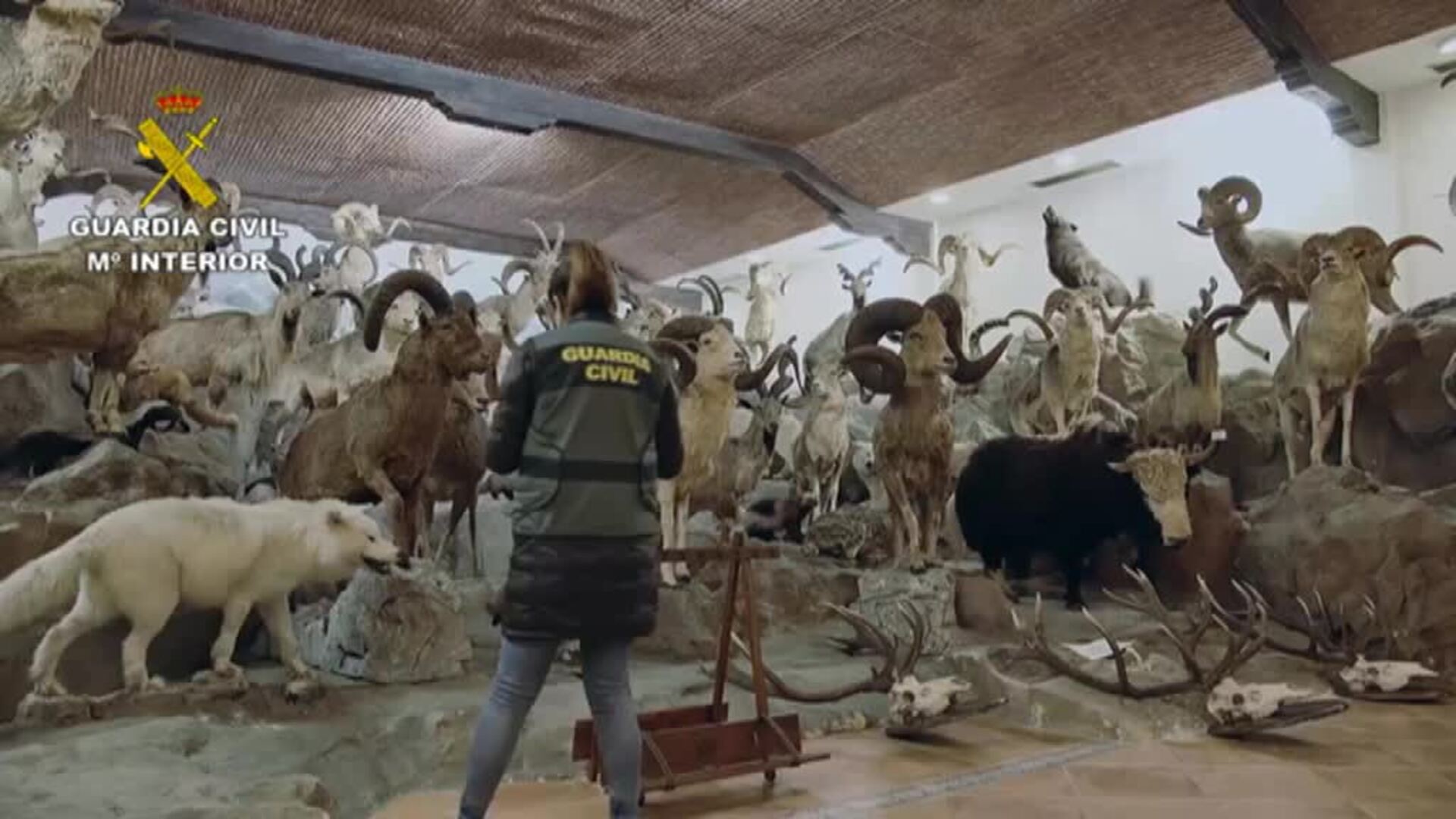 Intervenida la mayor colección de animales disecados protegidos | El Correo