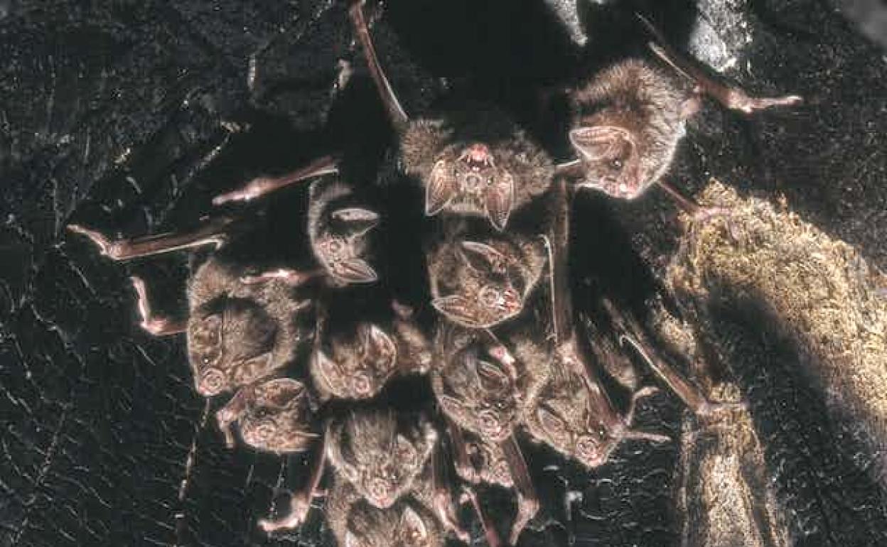 Los seres humanos somos altruistas, algunos vampiros también | El Correo