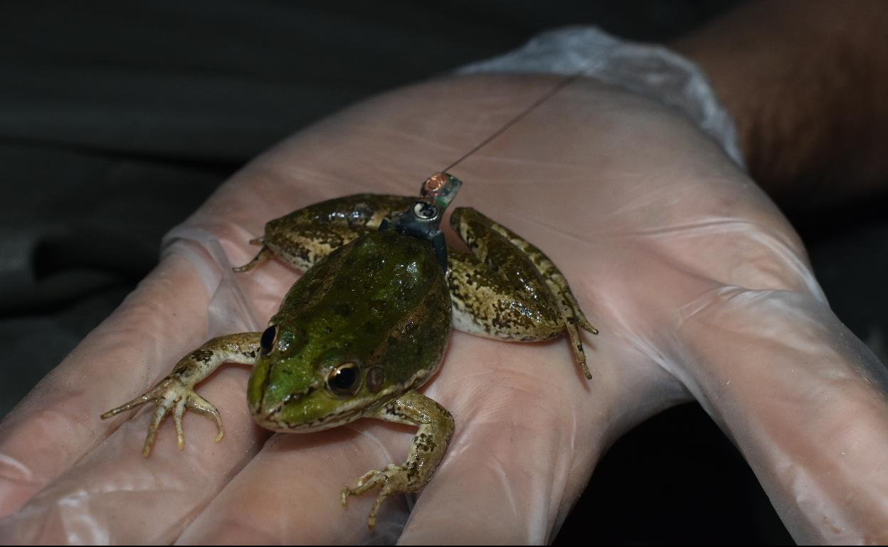 Desde salamandras a sapos parteros habitan en las canteras de ...