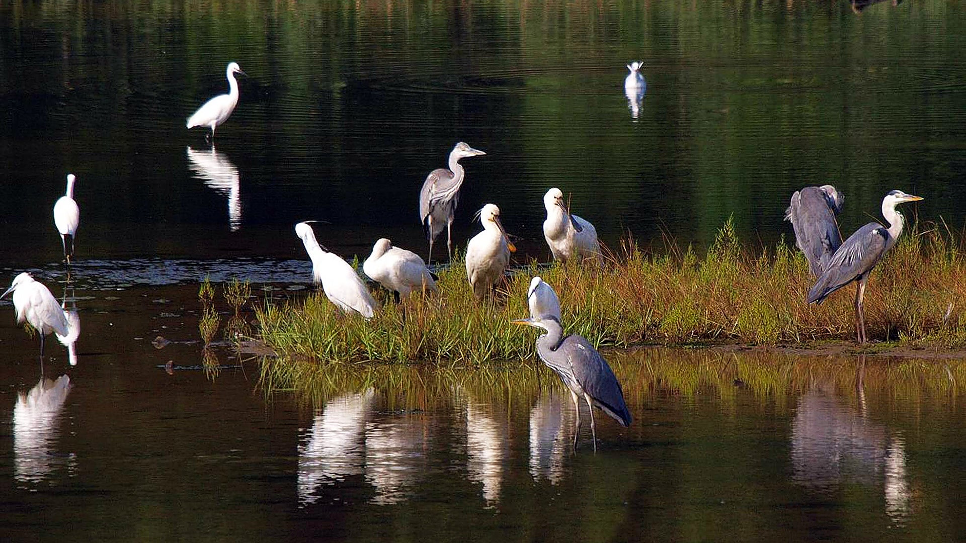 Cinco parques naturales para contemplar las aves que nos visitan en ...