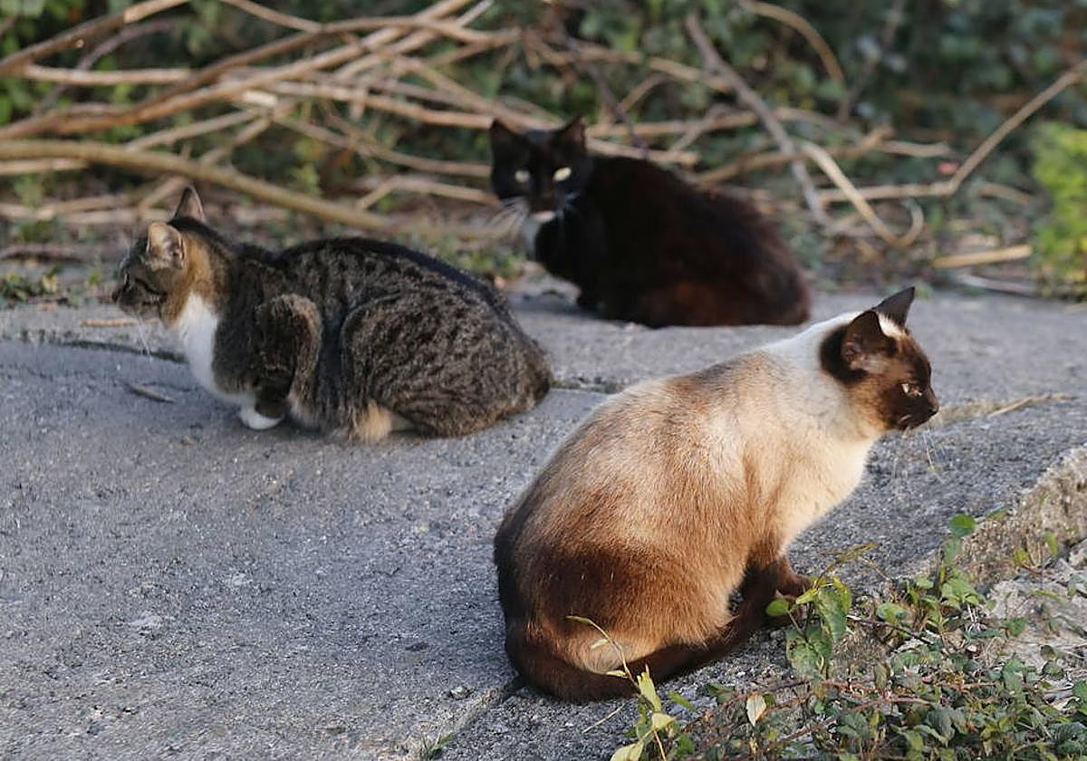 Álava esteriliza a sus gatos callejeros para cumplir con la ley de ...