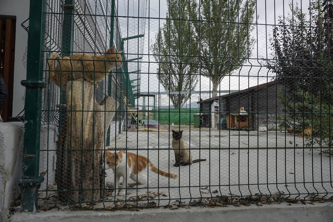Así es la renovada perrera de Vitoria | El Correo