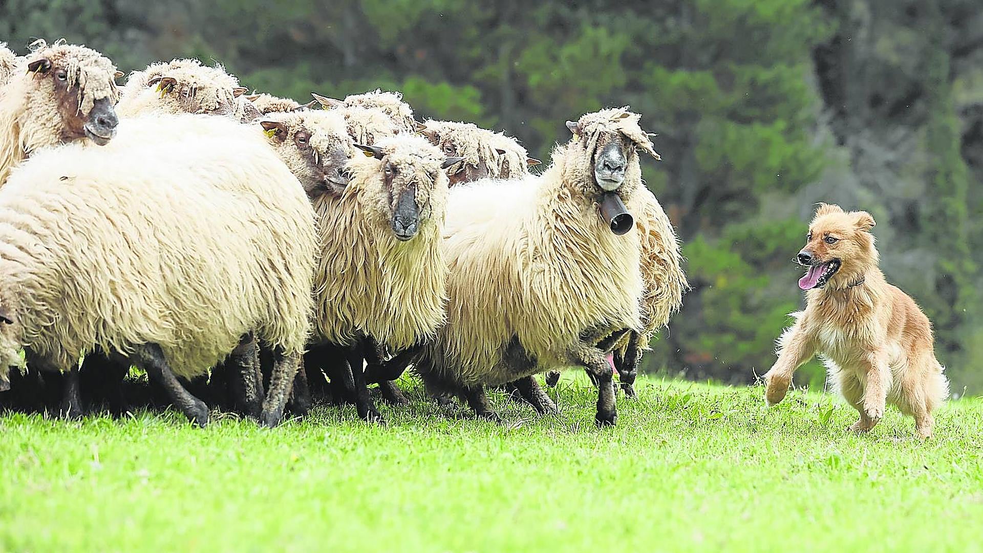 La mejor perro pastor vasco se llama 'Laia' | El Correo