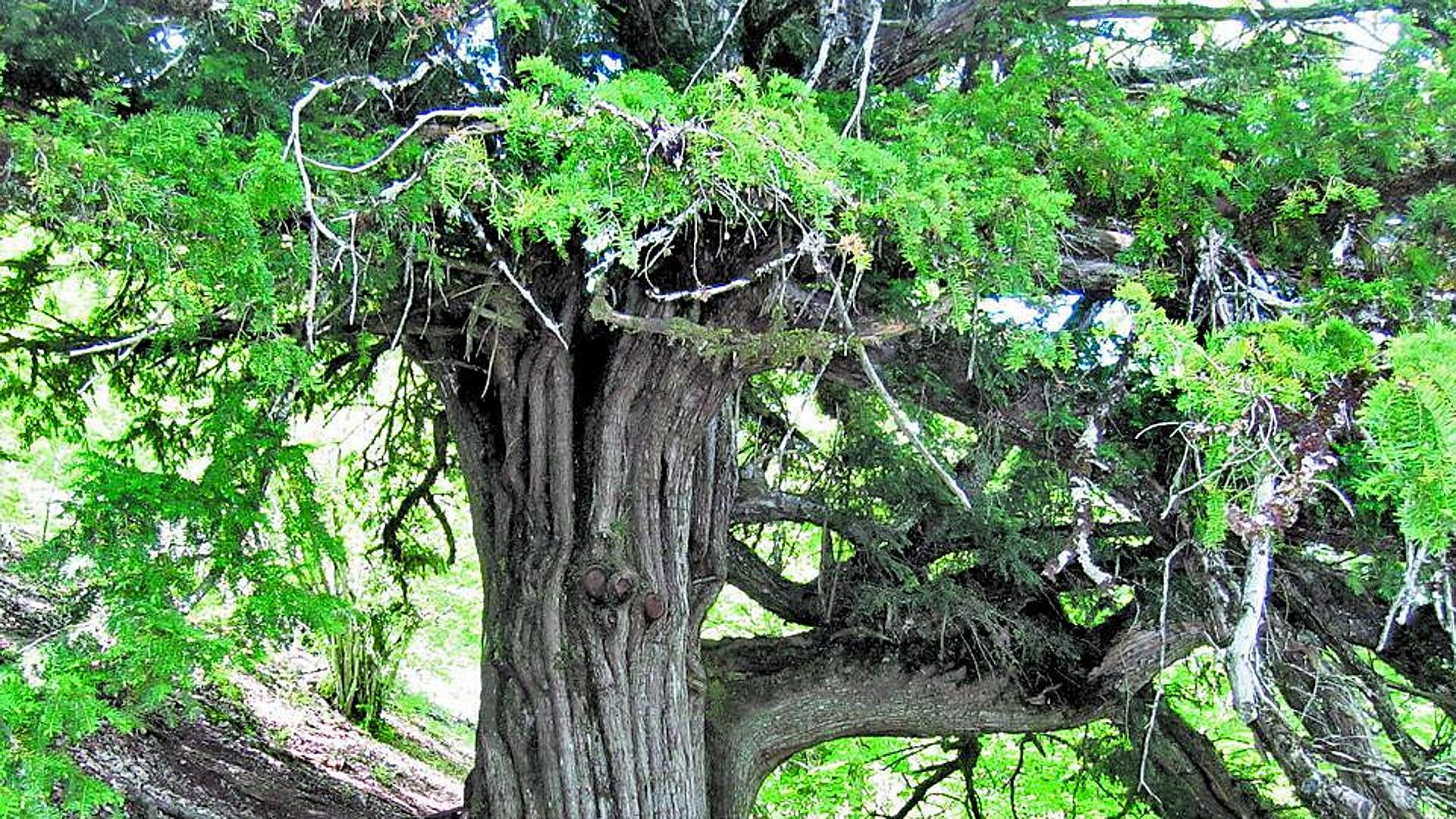 El tejo: el árbol de la eternidad, de la muerte y de la vida | El Correo