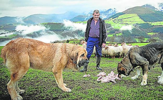 El eterno debate de los mastines | El Correo