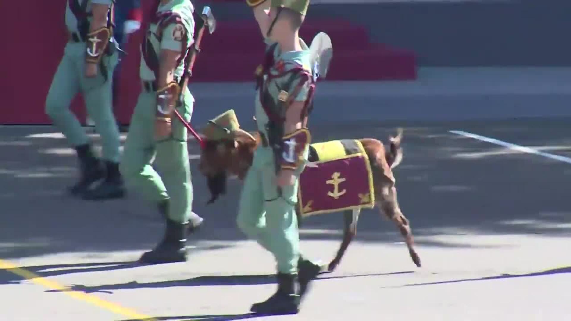 El chivo 'Pacoli' de la Legión acapara todas las miradas en el desfile ... El chivo 'Pacoli' de la Legión acapara todas las miradas en el desfile ...