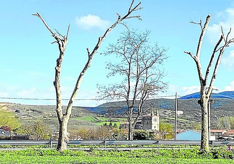 Queremos Ríos Vivos denuncia la poda «desproporcionada» de los árboles ...