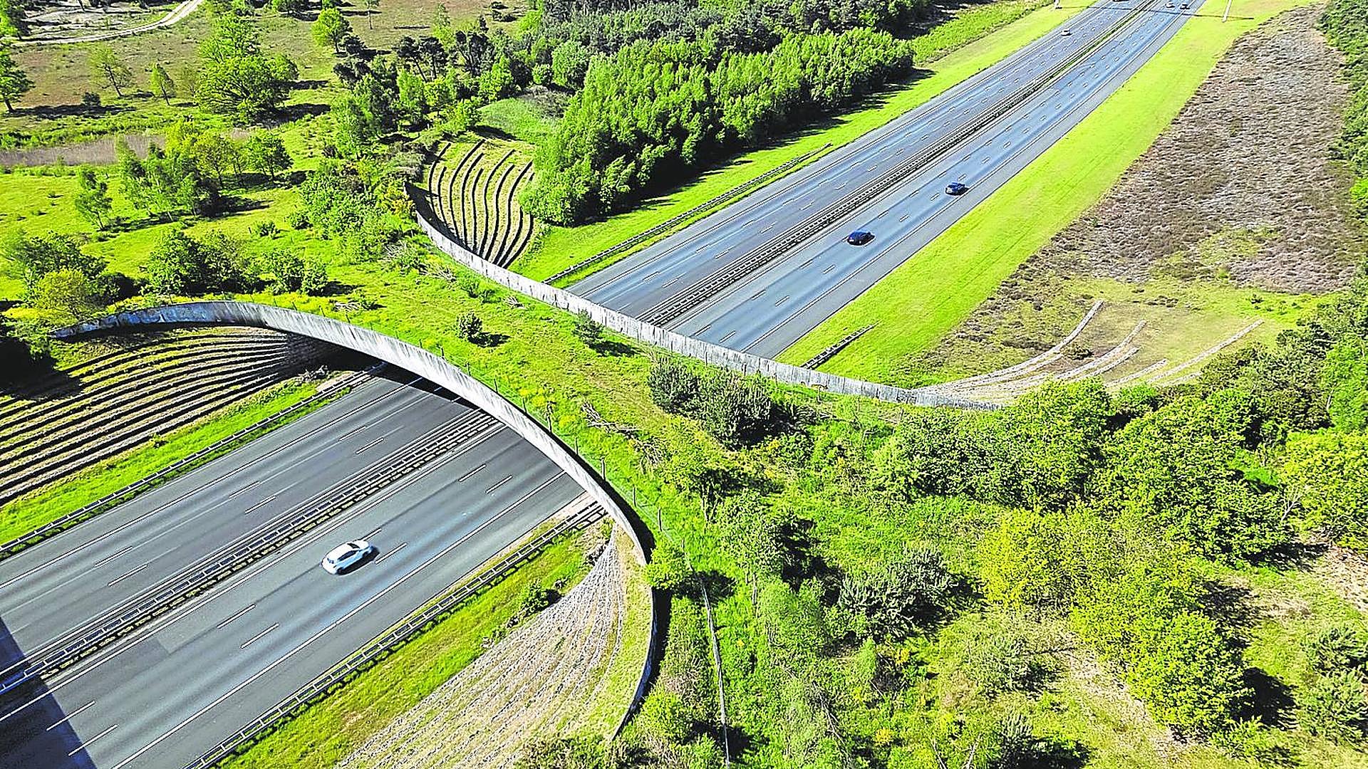 Primer paso para ejecutar una red de 'puentes verdes' para animales ...
