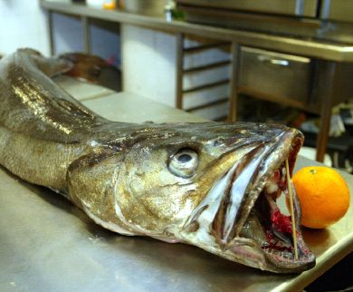 La merluza del Cantábrico es una de las especies con más 'anisakis ...