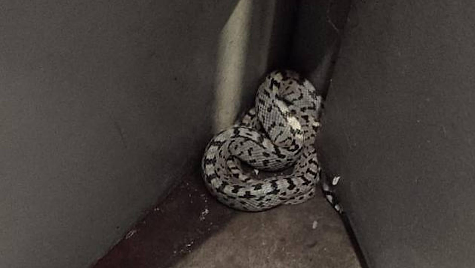 Capturada una culebra en el parking de Plaza España de Valladolid | El ...