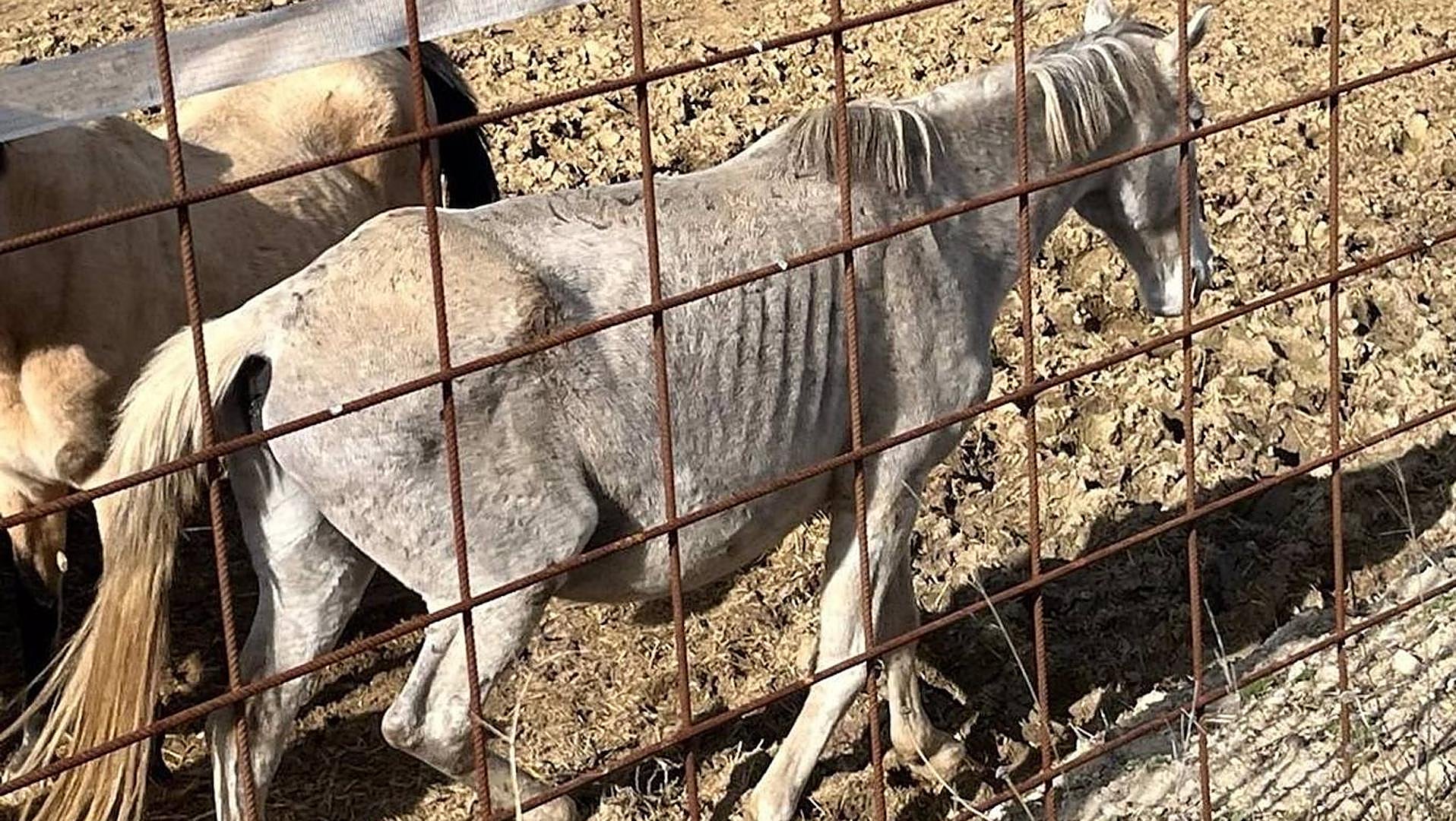 Valladolid: Denuncian maltrato animal en una explotación ganadera, con ...