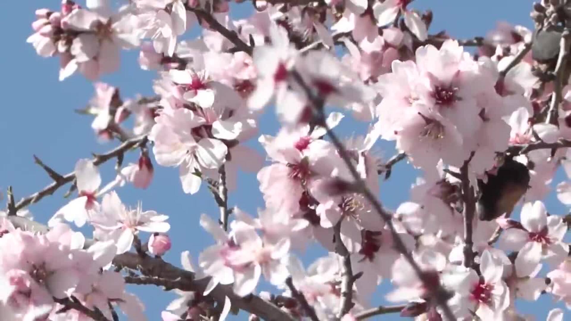 Almendro Real, en su máximo punto de floración | El Norte de Castilla Almendro Real, en su máximo punto de floración | El Norte de Castilla