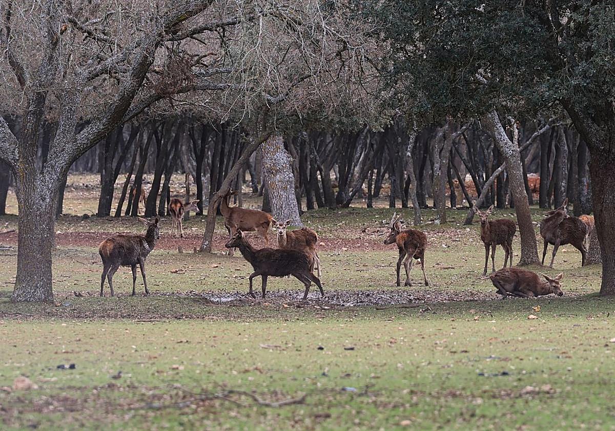 Un capturadero permitirá quitar alambres a los ciervos del Monte para ...
