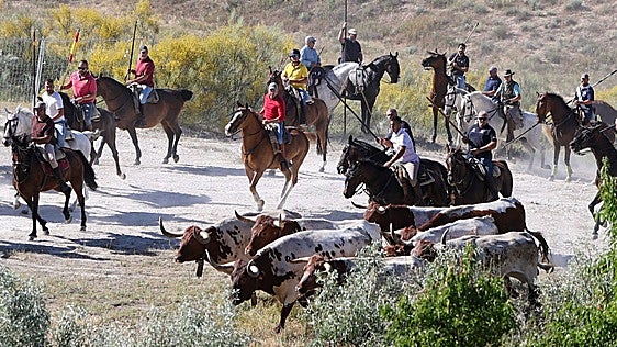 Toros, últimas noticias - El Norte de Castilla