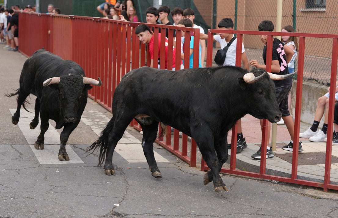 Las imágenes de los encierros de La Flecha este domingo | El Norte de ...