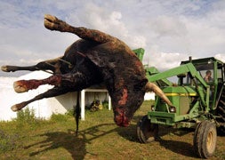 Los toros que nos comemos | El Norte de Castilla