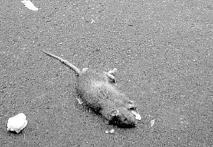 Ratas muertas en pleno centro de la ciudad | El Norte de Castilla