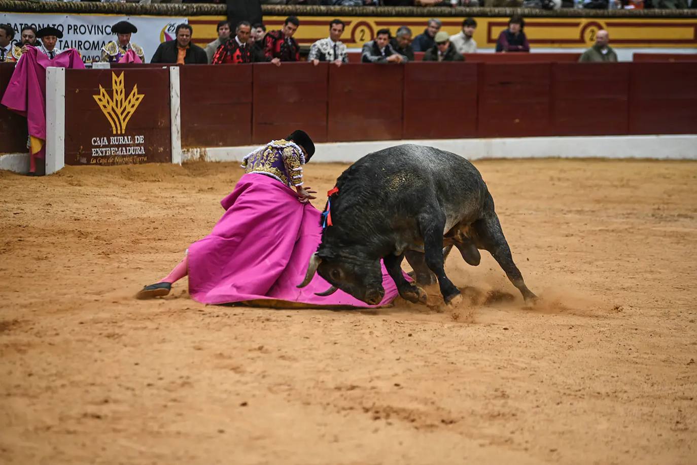 La 33ª Feria del Toro de Olivenza será del 1 al 3 de marzo | Hoy