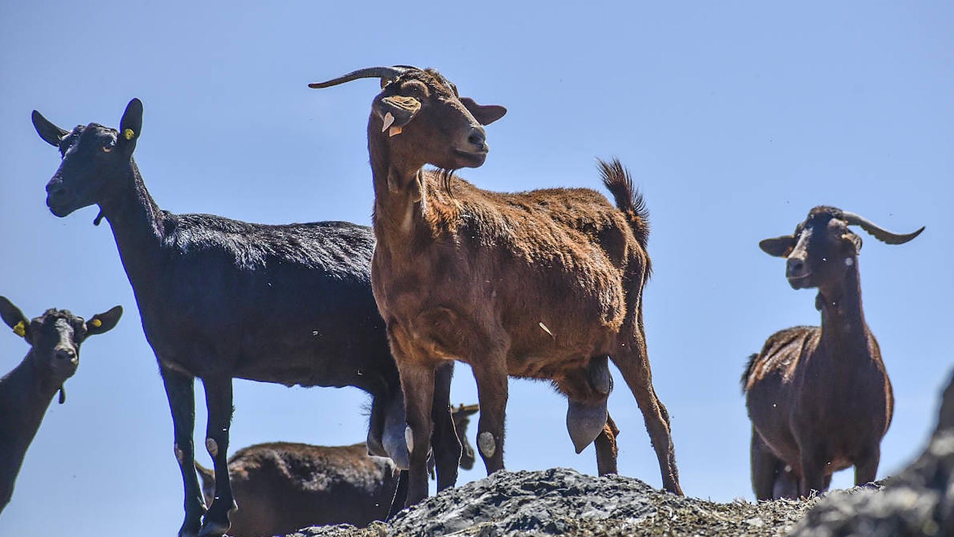 Cabras en peligro de extinción para producir queso | Hoy