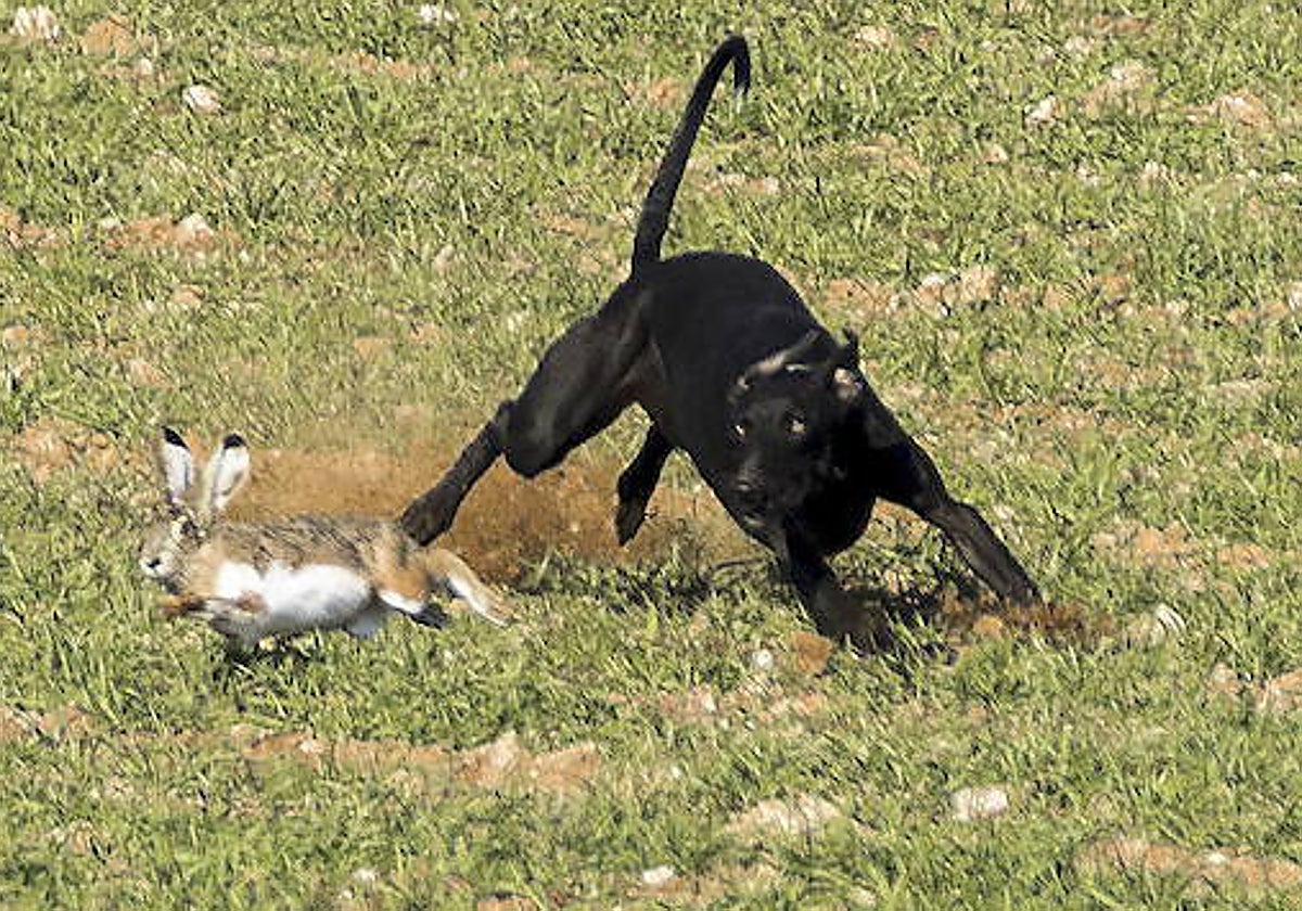 Ana Zafra: Galgos, podencos y viceversa | Hoy