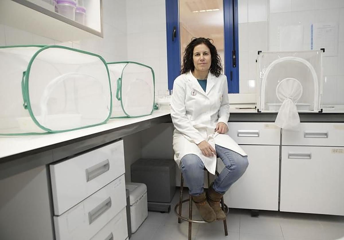 Extremadura se prepara para hacer frente al virus del Nilo | Hoy