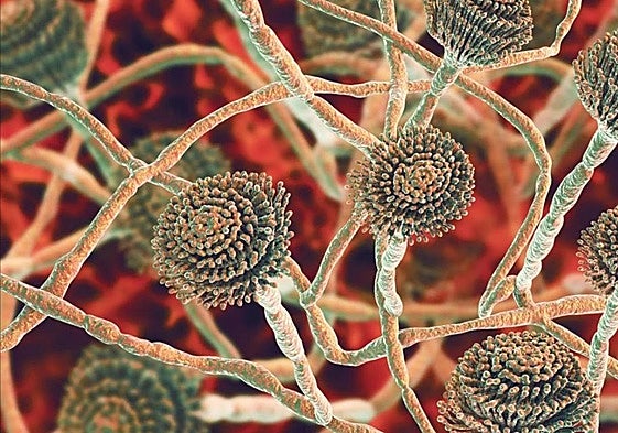 El hongo Aspergillus se expande en Europa: síntomas, causas y riesgos ...