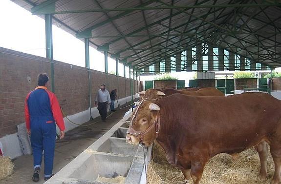 La presencia de ganado retinto se triplicará en la Feria de Zafra | Hoy