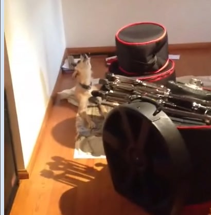 El perro que canta blues | Hoy