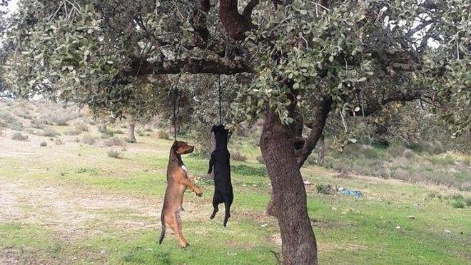 Encuentran tres perros colgados en dos encinas | Hoy