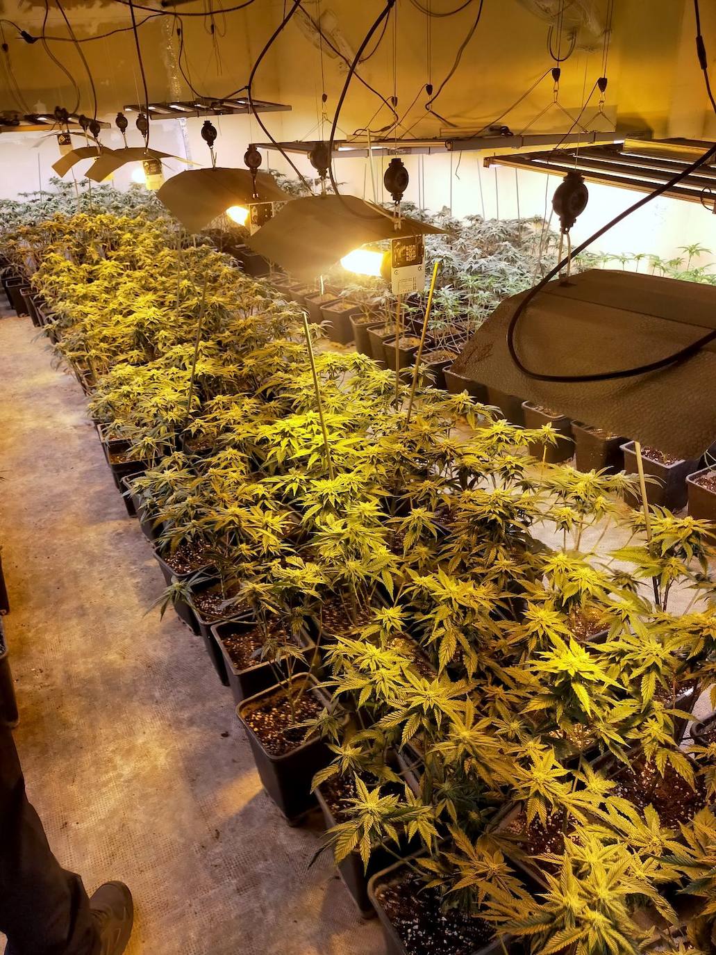 Marihuana en Huétor Vega: desmanteladas cuatro plantaciones en las últimas semanas | Ideal