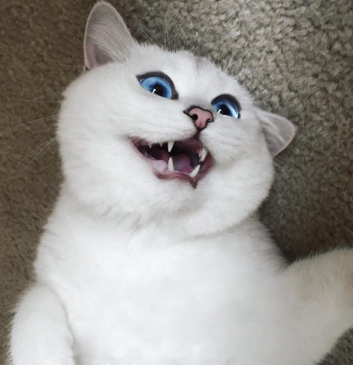 Coby, el gato de ojos azules que enamora a todo el mundo | Ideal
