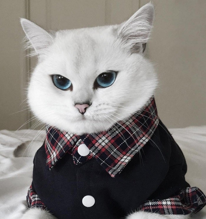 Coby, el gato de ojos azules que enamora a todo el mundo | Ideal