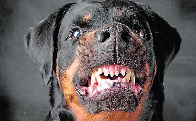 Muere el anciano al que tres rottweiler mutilaron en un polígono de Madrid | Ideal