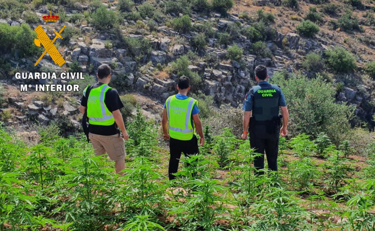 La Guardia Civil descubre dos plantaciones de marihuana en pleno campo de la Alpujarra | Ideal