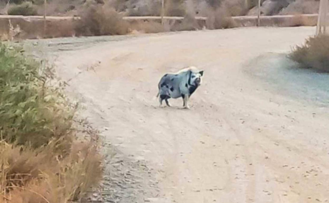 Así es el 'cerdolí' de Benahadux: el ejemplar salvaje que preocupa a ...