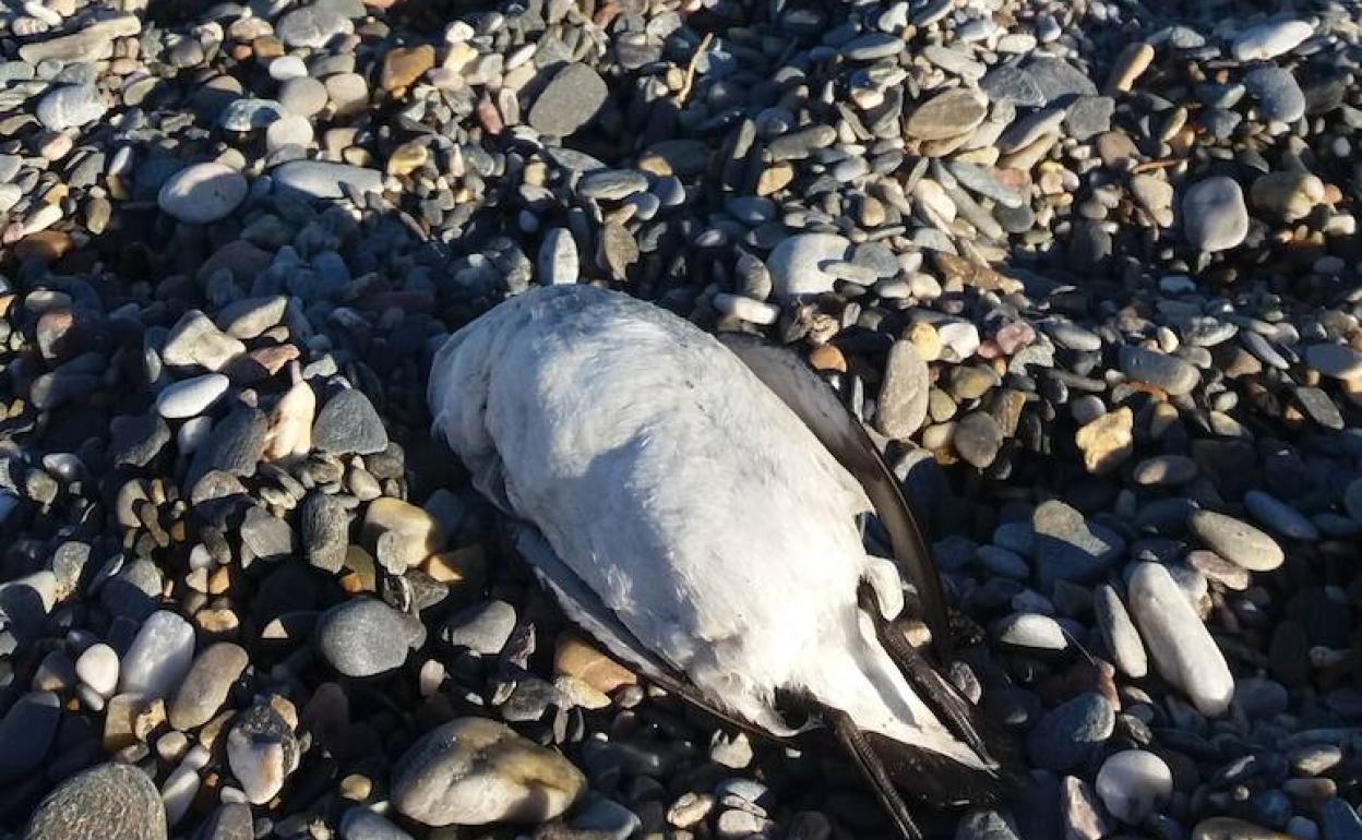 Hallan alcas muertas en las playas de Almería | Ideal