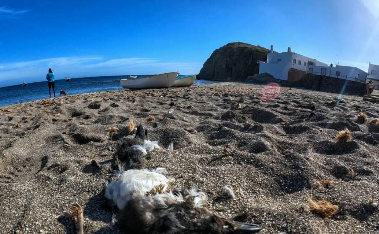 Esto es lo que hay que hacer si encuentras un alca torda en la orilla ...