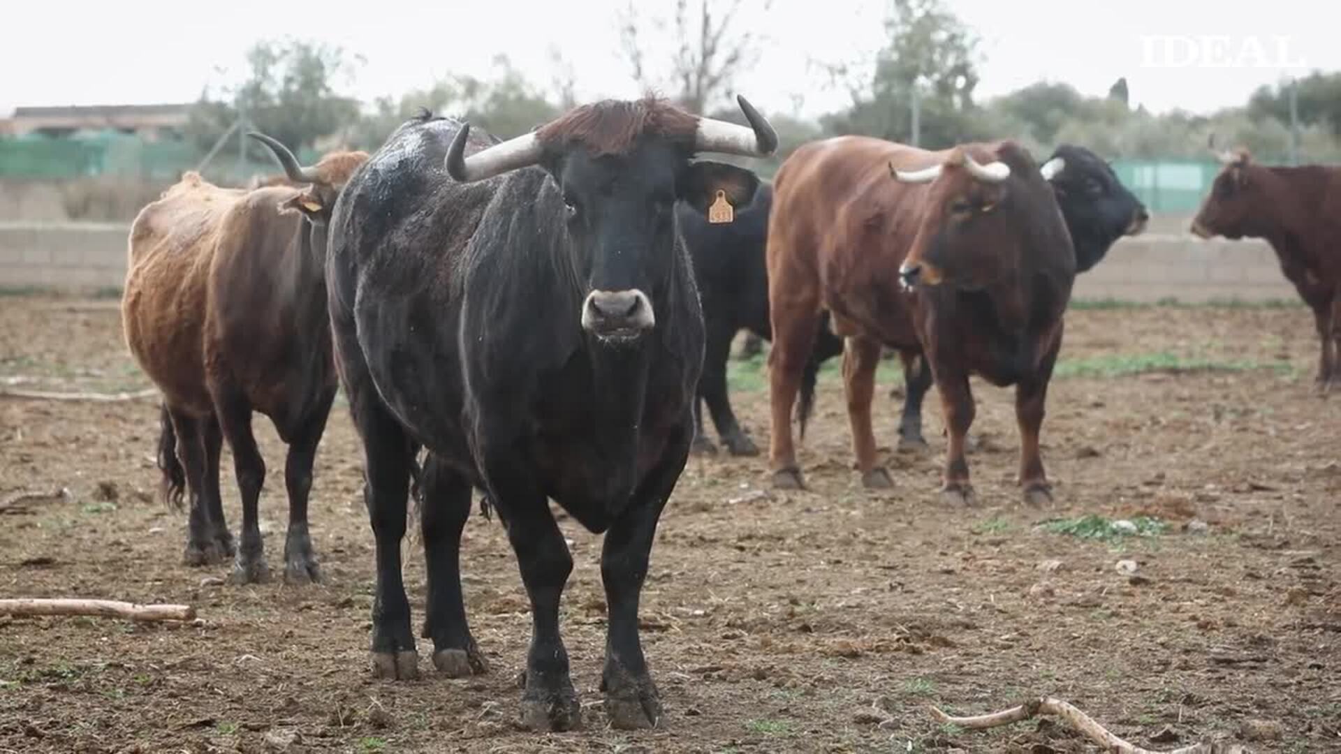 Vaca pajuna: el manjar de Sierra Nevada | Ideal