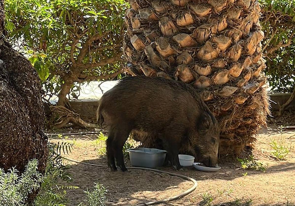 Un jabalí salvaje aparece en un colegio de Huércal de Almería | Ideal