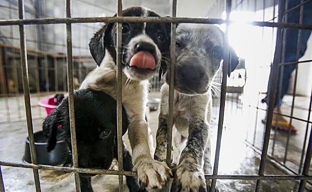 Piden ayuda para dar una nueva vida a 15 perros | Ideal