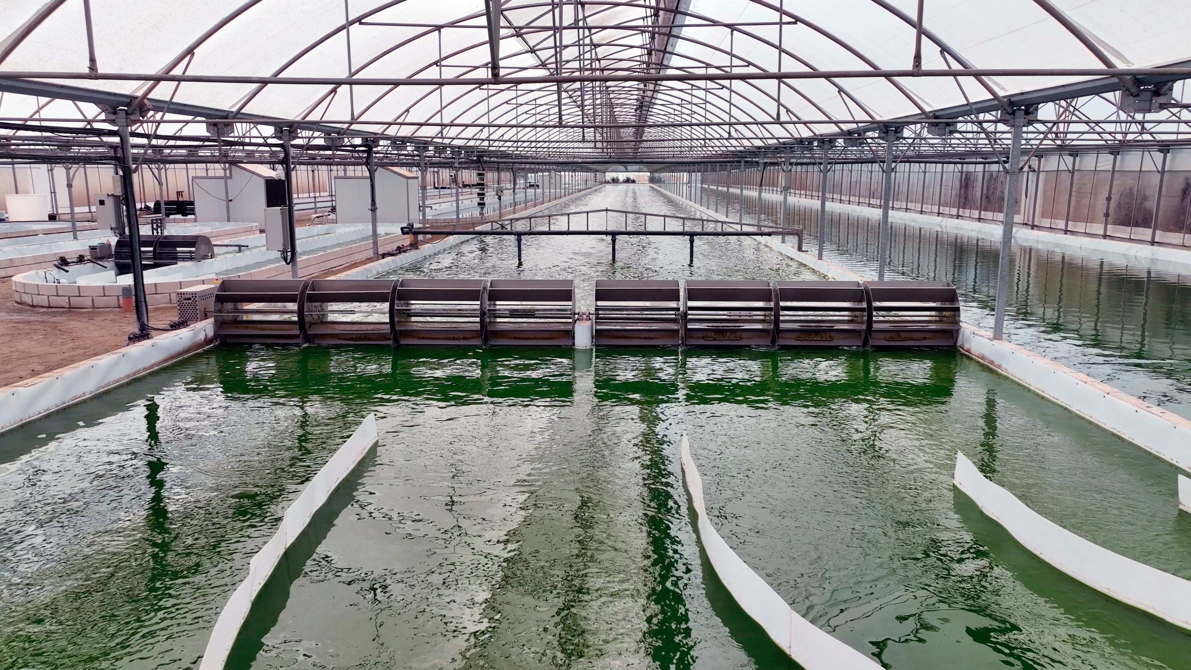 Biorizon Biotech única empresa con cuatro Bioestimulantes con ...