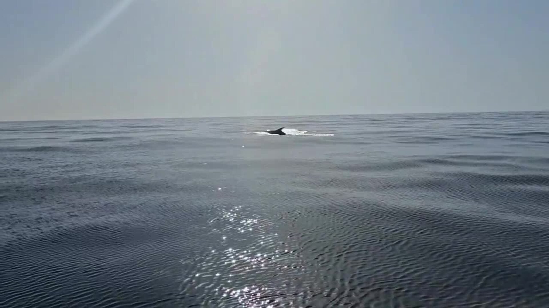Avistan ballenas de más de 20 metros en la Costa de Granada | Ideal