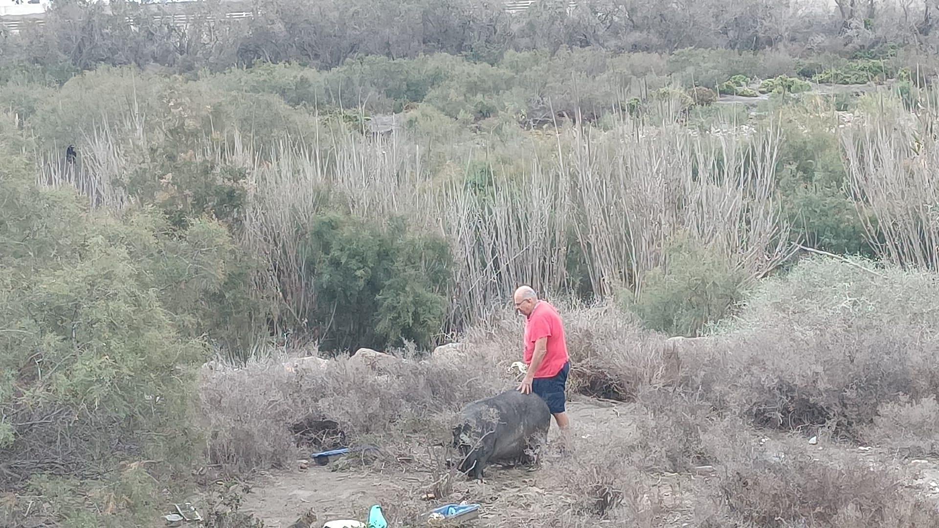 Édgar, el cuidador de la cerdolí del Andarax: «Es como familia, la ...
